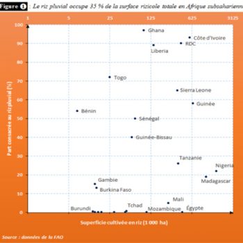 Le riz pluvial donnera un second souffle à la production céréalière en ...