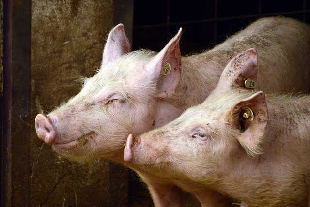 La fièvre porcine en Chine fait grimper le cours du porc en Europe ...