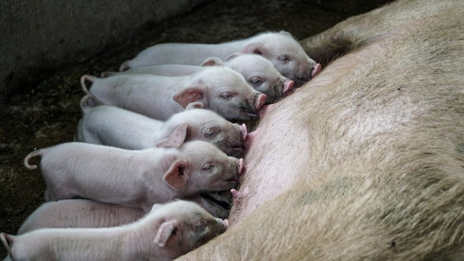FERME PORCINE GÉANTE EN CHINE - Willagri - Comprendre les enjeux de l ...