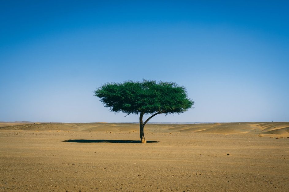 Sahel, le rêve africain - Willagri - Comprendre les enjeux de l'agriculture