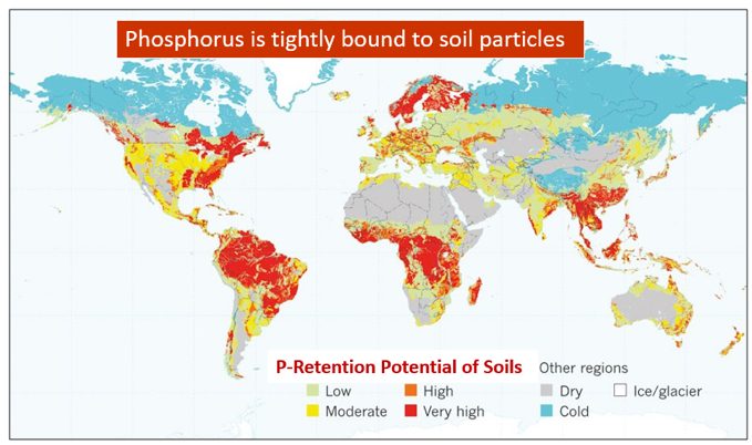 Major Functions of Phosphorus in Plants - Willagri - Comprendre les ...