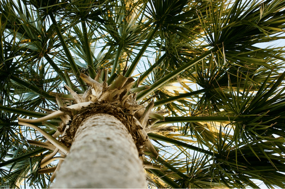 Le palmier à huile, une biomasse pour la production d’électricité en ...