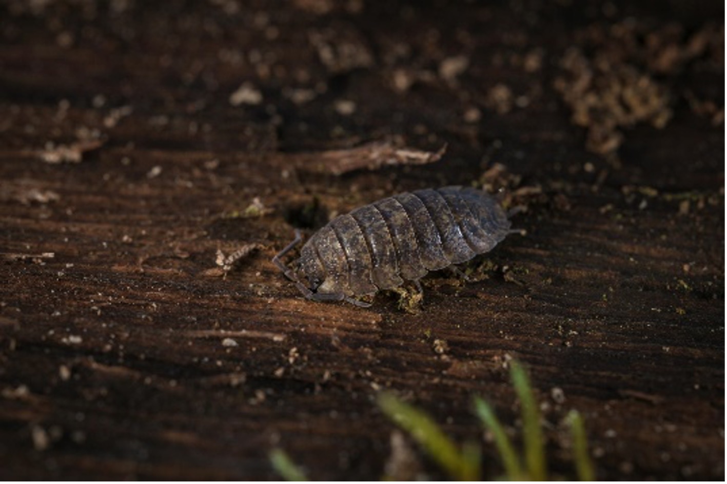 The Incredible Power of Woodlice for Field Fertilization. Did you know ...