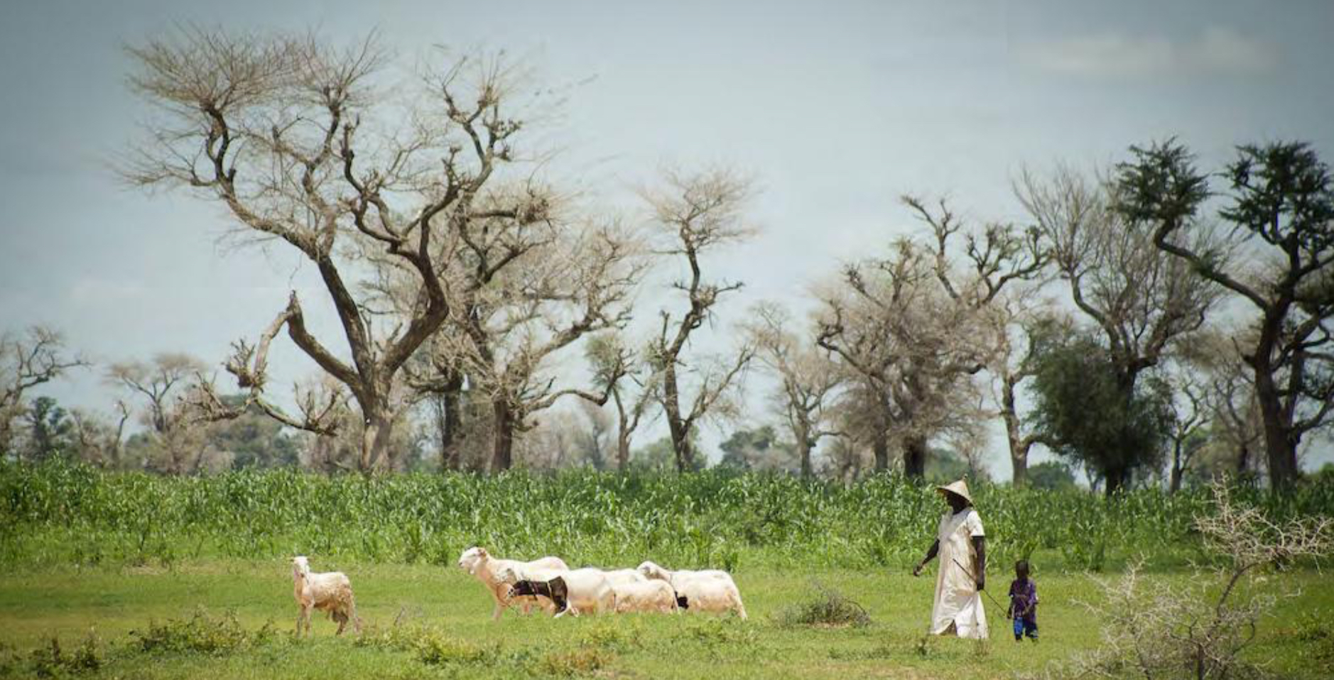 Senegal: challenges and successes of the agroecological transition ...